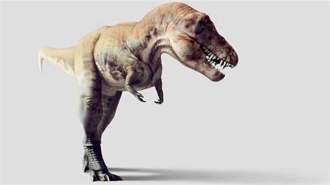 Dinosauriomanía Lo Que Querías Saber De Los Dinosaurios Récord Del