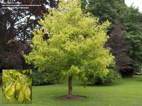 What Does A Box Elder Maple Tree Look Like At Anthony Donald Blog