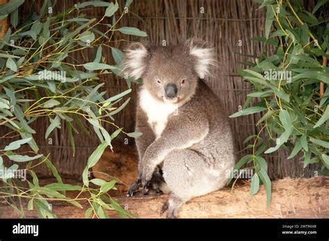 The Koala Has A Large Round Head Big Furry Ears And Big Black Nose