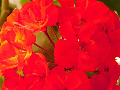 Red Geranium New 2024 Landscape Free Photo On Pixabay Pixabay