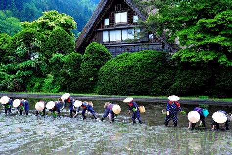日本の初夏の祭事「御田植え祭」が行われました。 写真ブログ・ずバッと「今日の1枚」。