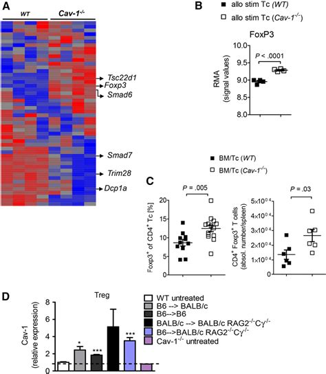 Figure 3 From Caveolin 1 Regulates Tcr Signal Strength And Regulatory T