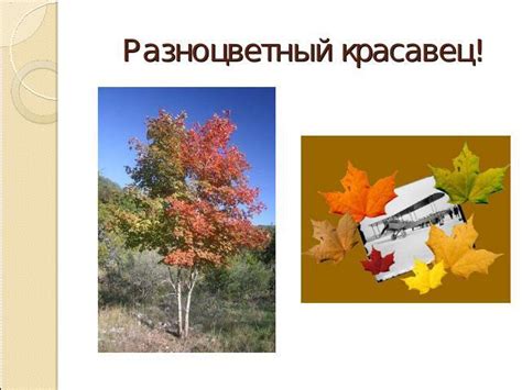 Деревья 2 класс презентация к уроку Окружающий мир