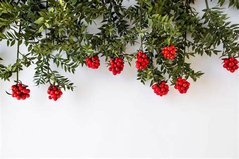 Benjamin Çiçeği Bakımı Pratik Öneriler