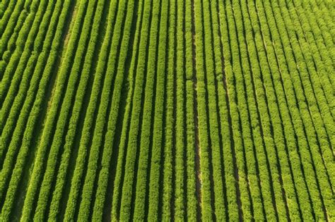 Drone View Of Healthy Green Crops Premium Ai Generated Image