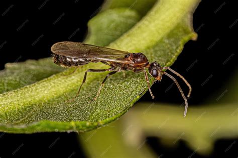 Premium Photo Adult Male Winged Ant