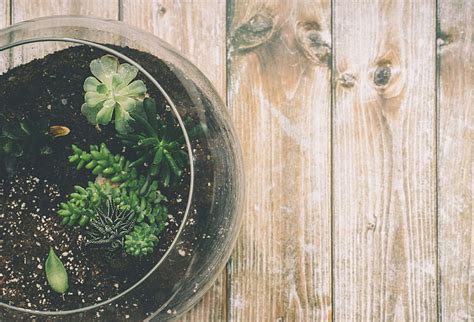 植物、 クローズアップ、 色、 装飾、 デザイン、 植物、 ガラス、 ガラス瓶、 緑、 葉、 自然、 植物、 土壌、 多肉植物、 テラリウム