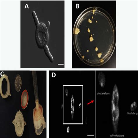 Pdf Mucor Circinelloides Growth Maintenance And Genetic Manipulation