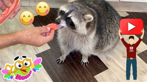 The Raccoon Ate A Watermelon And Ran To The Toilet Youtube