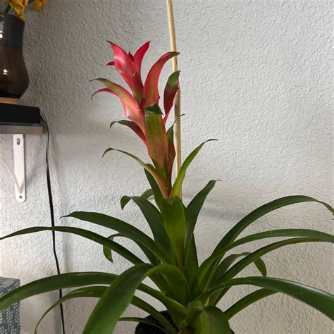 10 Advantages Of Having A Guzmania Bromeliad