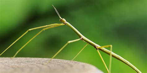 Walking Sticks