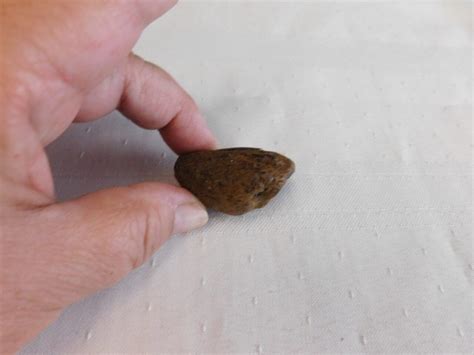 Florida Turtle Claw Fossil Fossils And Artifacts For Sale Paleo Enterprises