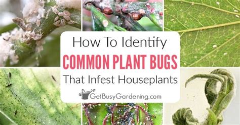 How To Identify Common Types Of Houseplant Bugs Get Busy Gardening