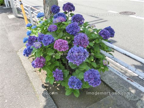 歩道沿いに植えられた紫色の花が美しいホンアジサイの植え込みの写真素材 192392198 イメージマート