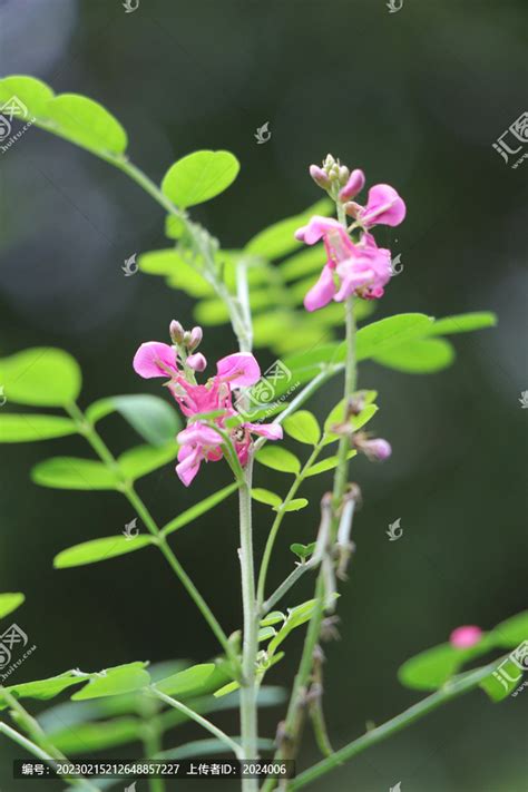花草花卉植物花草摄影素材汇图网