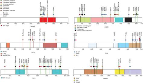 Recurring Sequence Mutations In T Allrecurring Mutations In Etp All