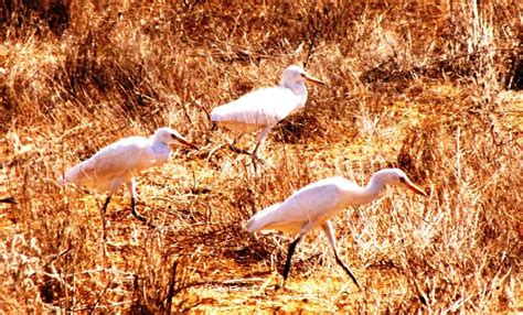 אורי מאיר רוט מאגר המידע הלאומי לציפורי ישראל