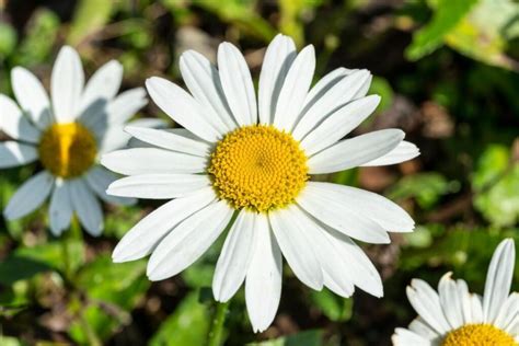April Birth Flowers Your Guide To Daisy And Sweet Pea