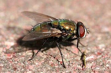 Maggot Therapy Wikipedia