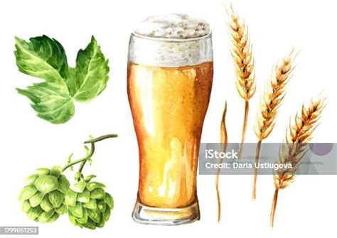 가벼운 맥주 한 잔과 신선한 녹색 홉과 밀과 보리 이삭 세트 손으로 그린 수채화 그림 흰색 배경에 고립 0명에 대한 스톡 벡터