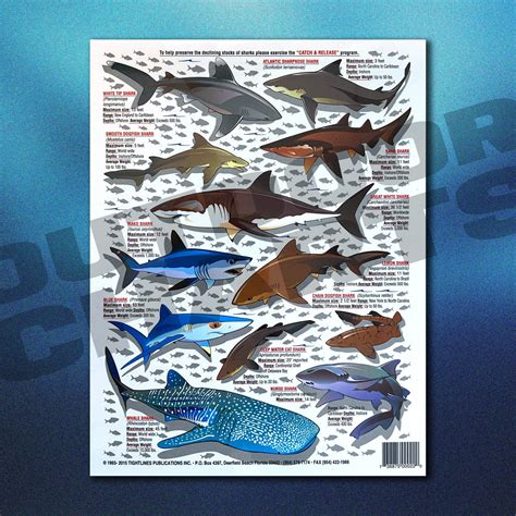 Tightline Publications Shark Identification Chart Multi Layer