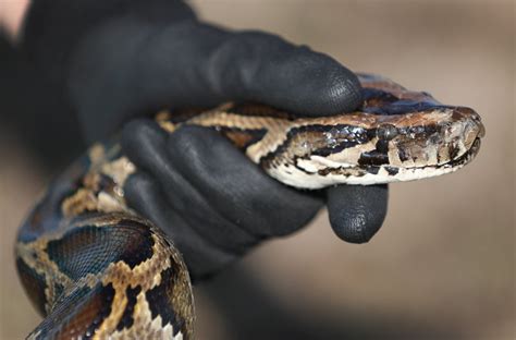 How Burmese Pythons Invaded Florida With 100000 Now Roaming The