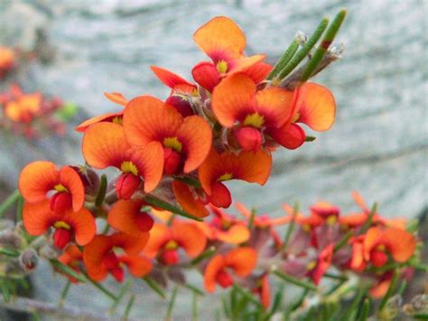 Grampians Wildflowers Exploroz Blogs