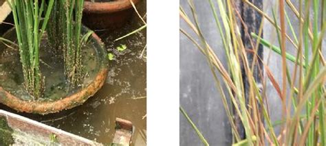 Identification And Recognition Of Rice Diseases And Pests Using Deep Convolutional Neural Networks