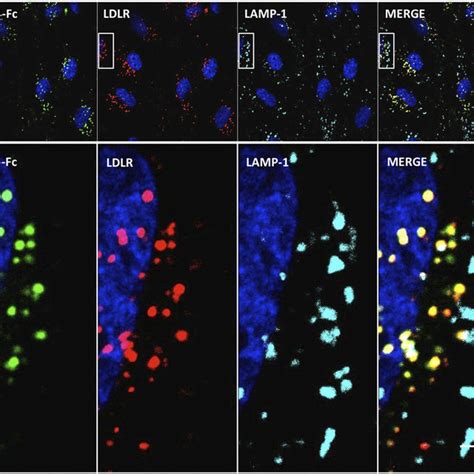 Analysis Of The Intracellular Trafficking Route Of Ldlr And Ldl In
