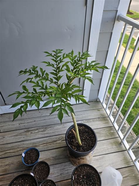 Amorphophallus Ramorphophallus
