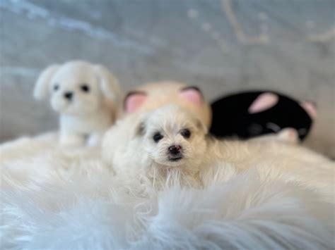 말숑 샤넬 토이브리티쉬숏헤어입양 토이스코티쉬폴드입양 토이러시안블루입양 토이강아지입양 토이고양이입양 오드아이먼치킨무료분양 오드아이랙돌무료분양 오드아이브리티쉬숏헤어무료분양