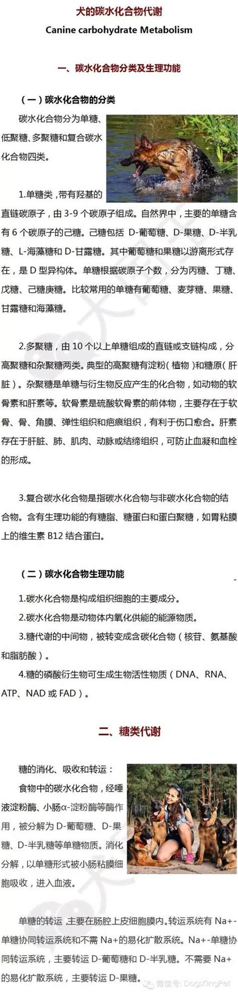 （營養）犬的碳水化合物代謝 每日頭條