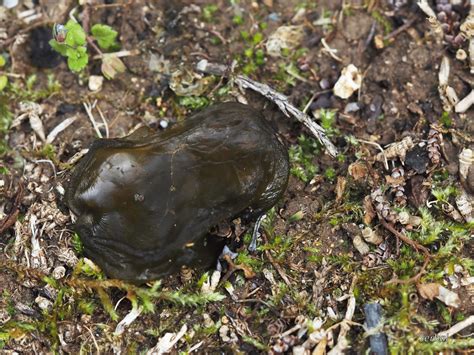 Nostoc Commune Nostoc Común Alga Terrestre Mierda De Brujas