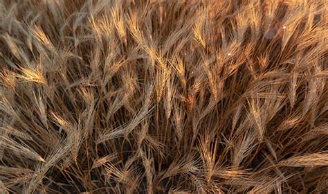 Milling And Grain Mycotoxin Solutions To Support You Neogen