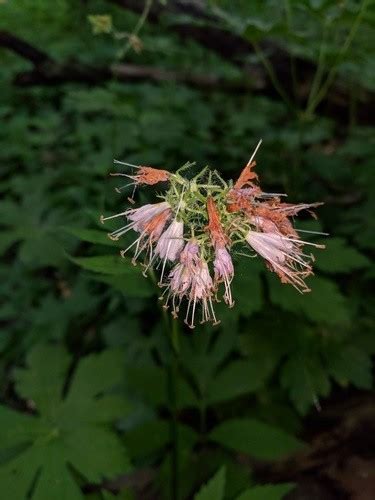 Virginia Waterleaf Hydrophyllum Virginianum Flower Leaf Care Uses