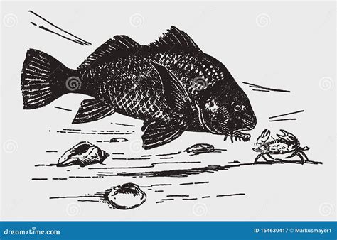 Freshwater Drum Fish Aplodinotus Grunniens Attacking A Crab With