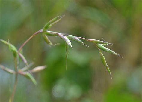 Apluda Mutica Poaceae