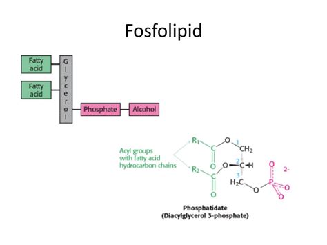 Ppt Lipida Ii Powerpoint Presentation Free Download Id 1978589