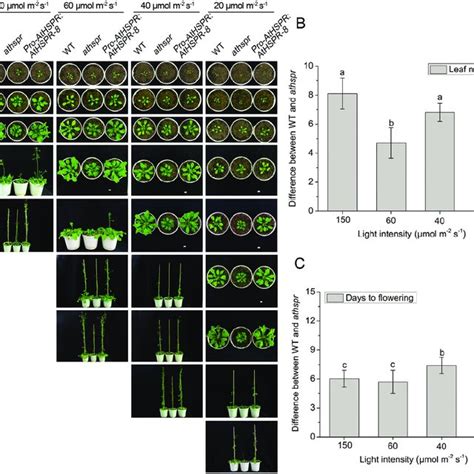 Pdf Athspr Is Involved In Ga And Light Intensity Mediated Control Of