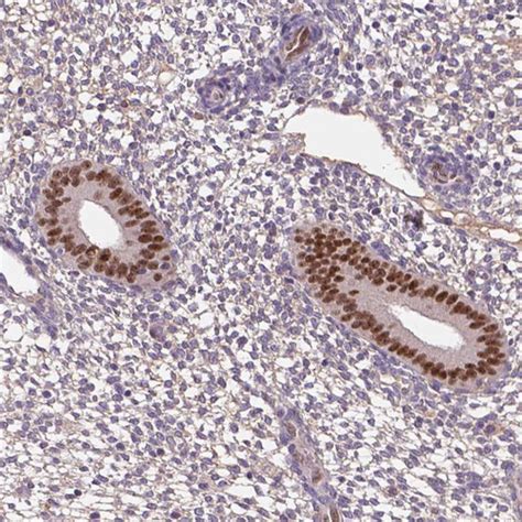 Anti Sox17 Human Protein Atlas Antibody