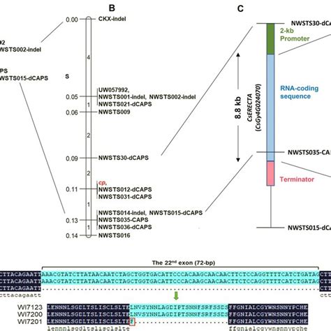 map based cloning of cp locus the cp locus was delimited into a