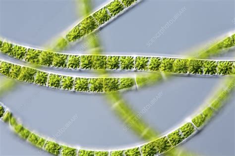 Zygnema Sp Algae Filaments Light Micrograph Stock Image C0385386