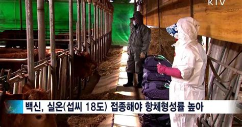 구제역 일제 백신접종 현장을 가다