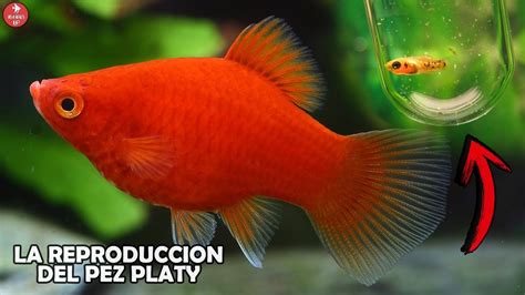Prosa Mendicidad Musgo Platy Cola Negra Mantequilla Responder Cortar