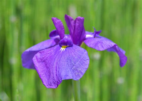 Iris Flor Violeta Foto Gratuita No Pixabay Pixabay