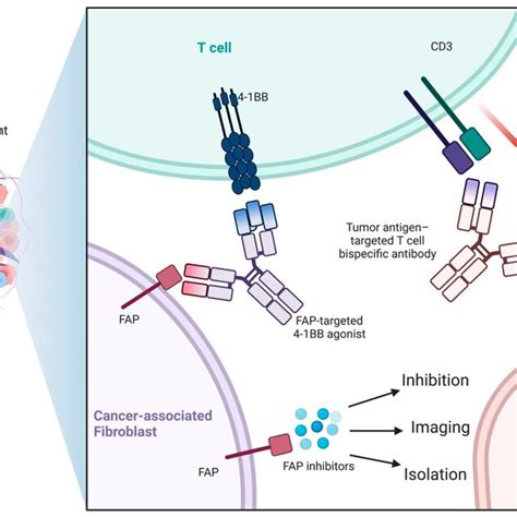 Interaction Between Fap And Fapi In The Solid Tumor Microenvironment Download Scientific