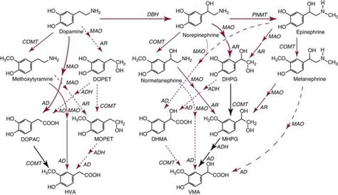 Metanephrine Pathway