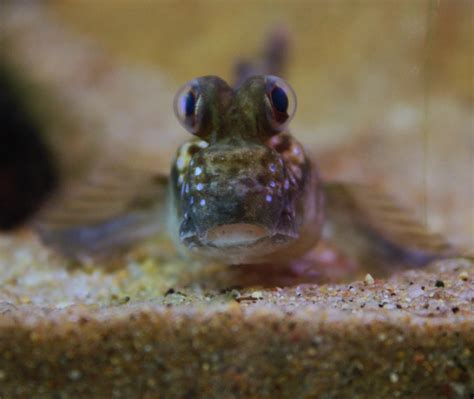 Aquaticdawn Aye Skipper