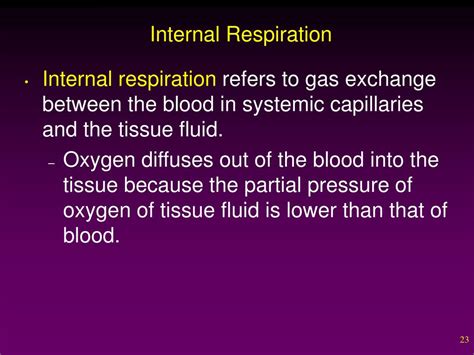 Ppt Respiratory System Powerpoint Presentation Free Download Id73530