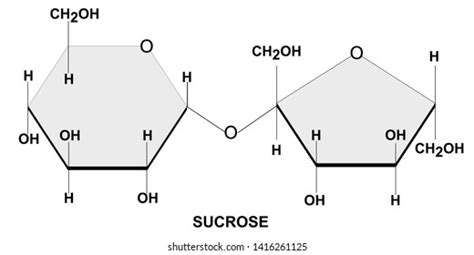 1056 Sucrose Structure Gambar Foto Stok And Vektor Shutterstock